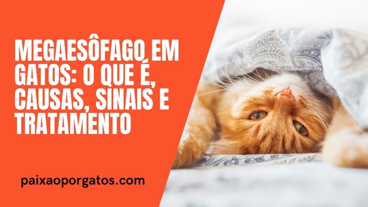 Megaesôfago Em Gatos - O Que É, Causas, Sinais e Tratamento - YouTube