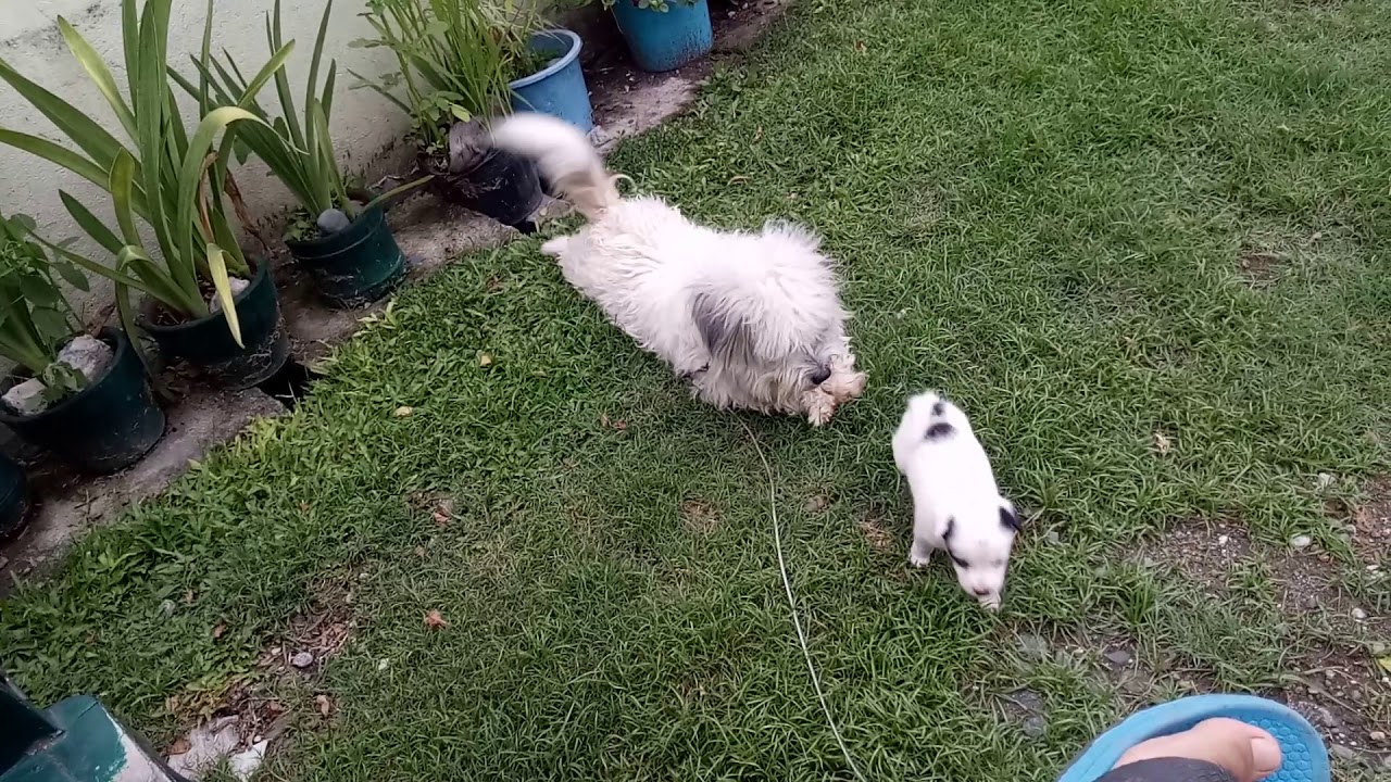 My dog is scared of this little pup - YouTube