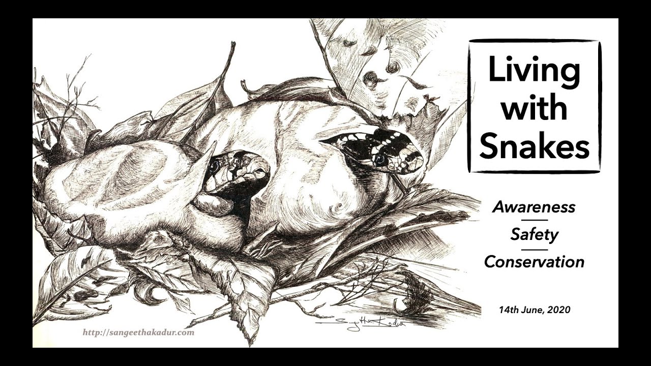 Living with Snakes Session - June 2020 - YouTube
