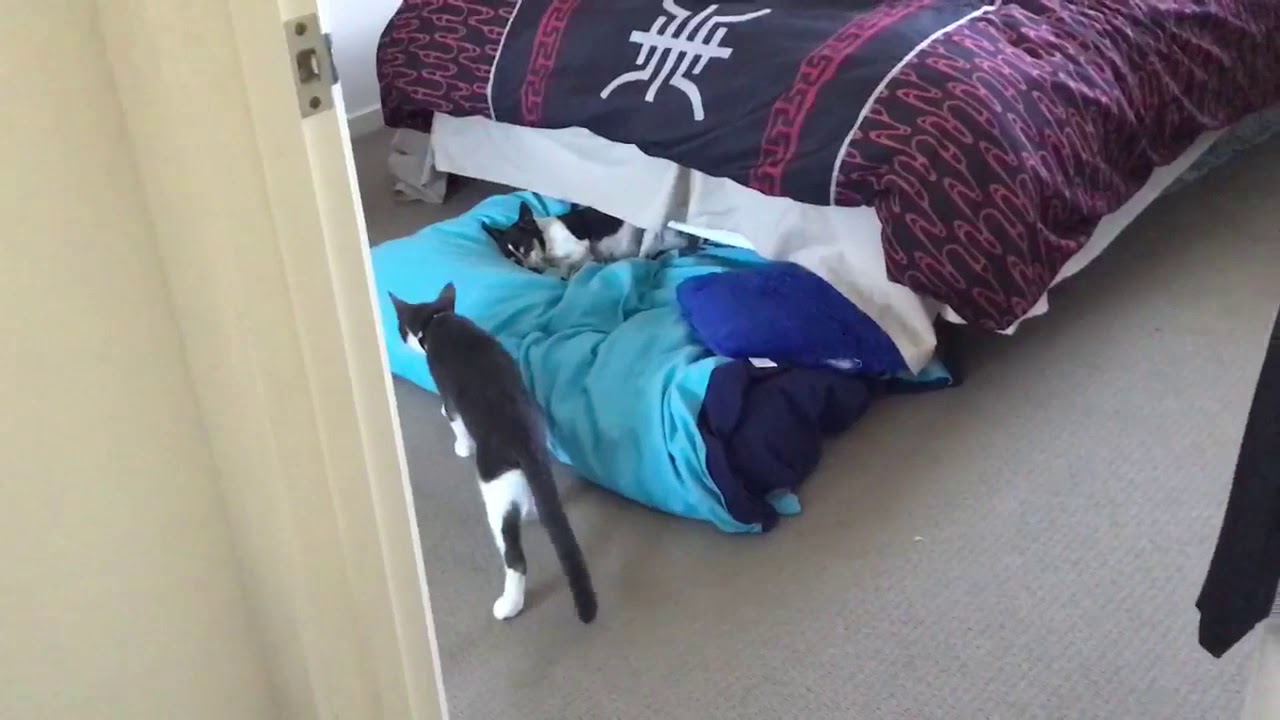 Jasper & Gemstar - wake-up old dog - YouTube