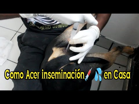Cómo Ayudar A Mi Perra Para Que Expulse La Placenta – MUCMV