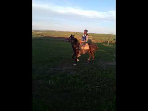 Satılık yorga at Kars subatan koyu iletişim 05457234314