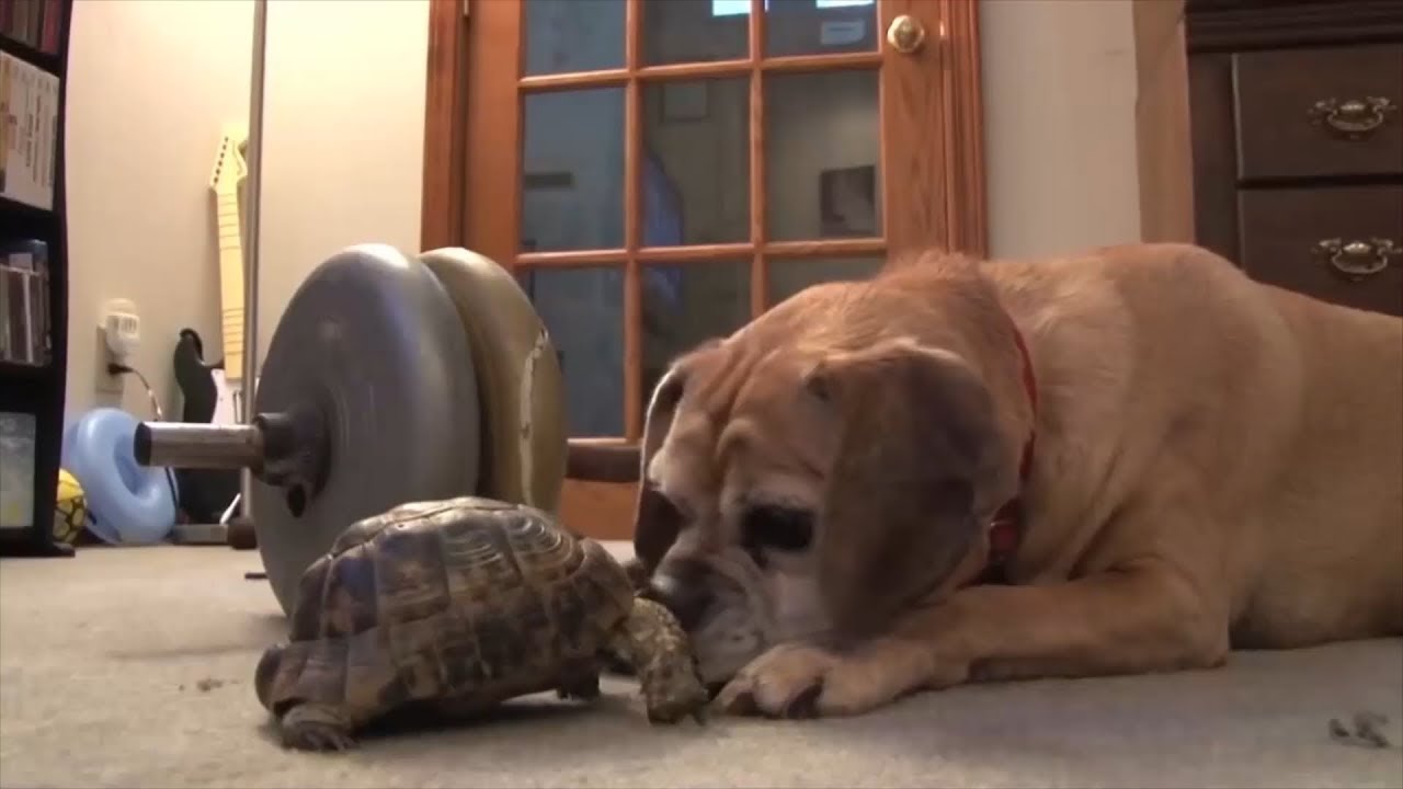 Dog VS Tortoise - Dogs Afraid of Tortoise - YouTube