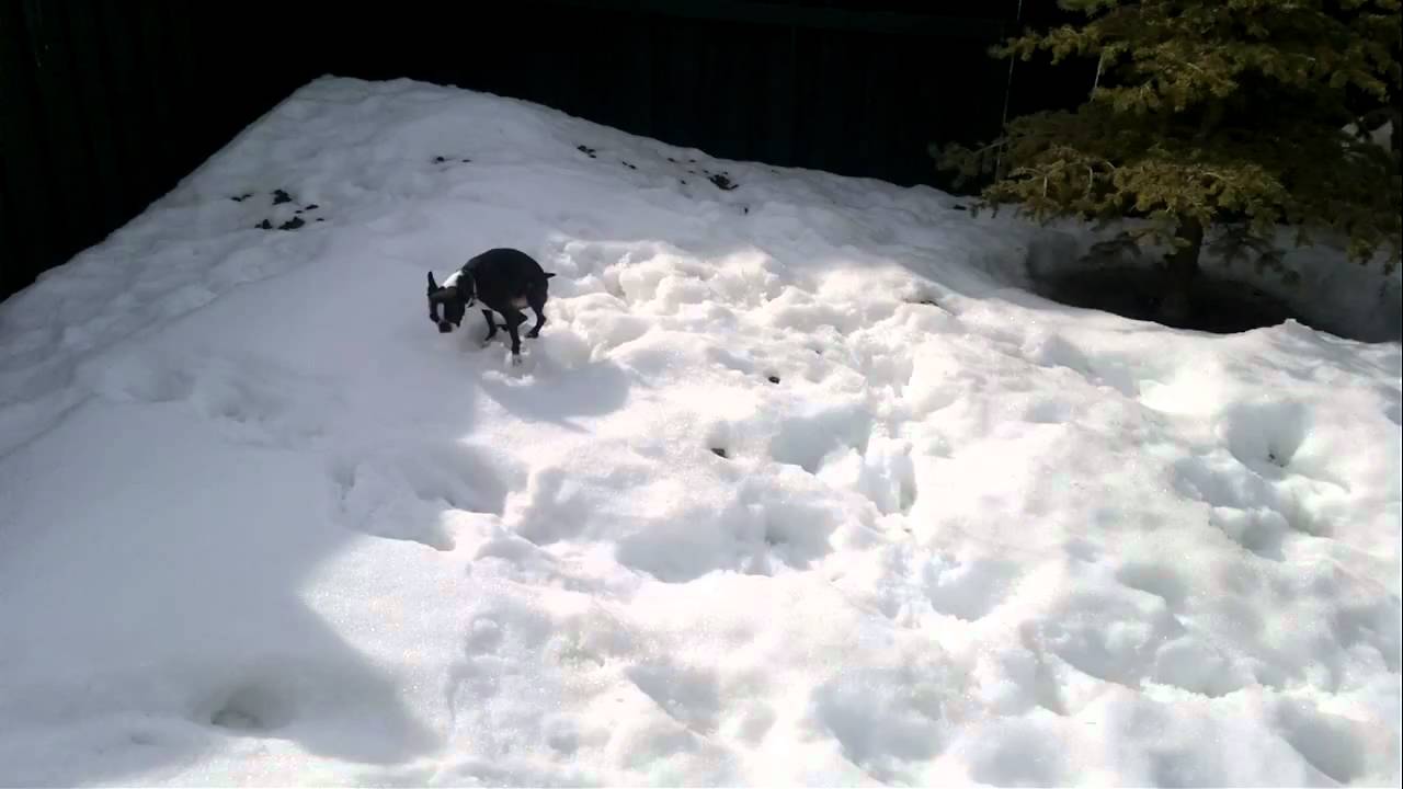 Boston Terrier falling through the snow trying to poop... - YouTube