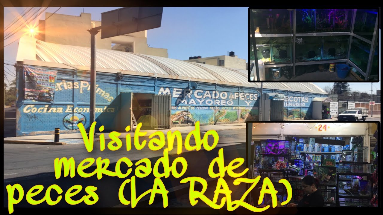 Visita inesperada al mercado de peces A. Robles Dominguez (La Raza ...