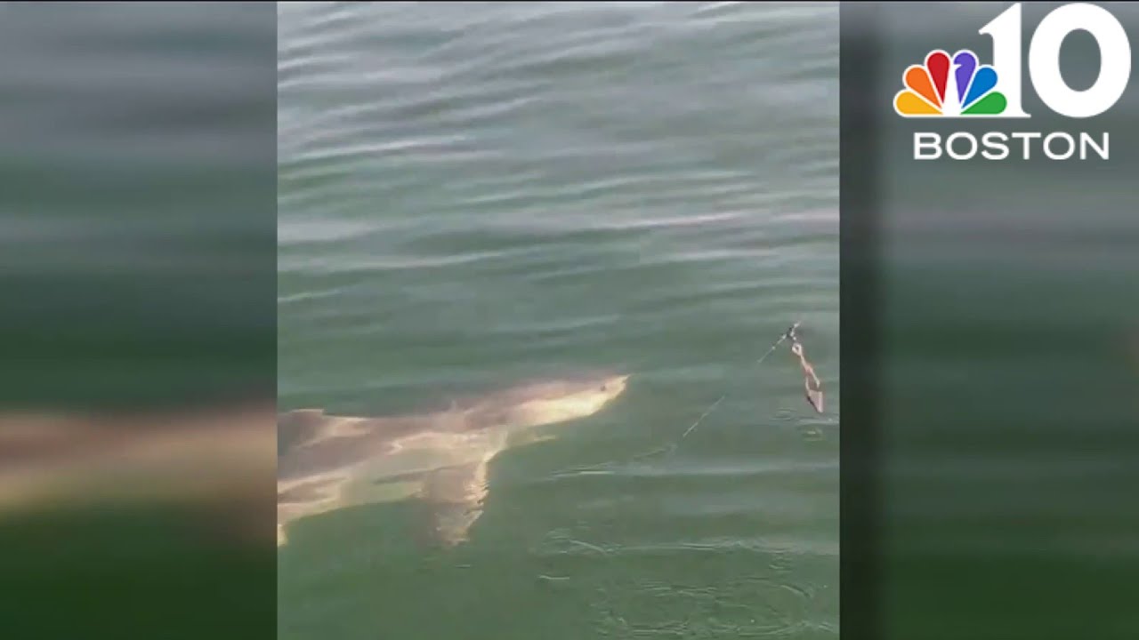 Great white shark sightings close Crane Beach in Mass. for days - YouTube