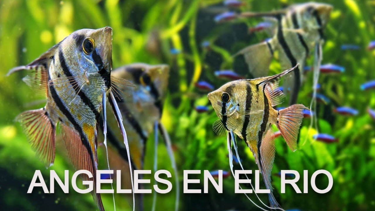 Peces Ángeles Nadando en el Rio - YouTube