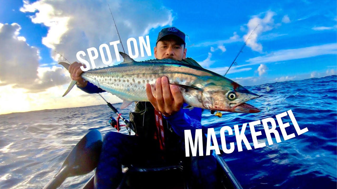 SPOT ON MACKEREL | Kayak Fishing | Gold Coast, Australia - YouTube