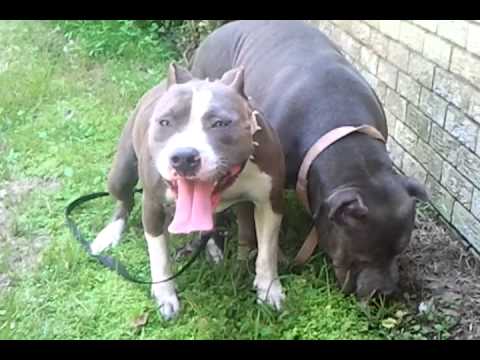 Mojo & Precious Breeding, first tie... - YouTube