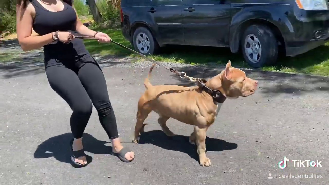 Ranger muscle Dogs ( American Bully ) - YouTube