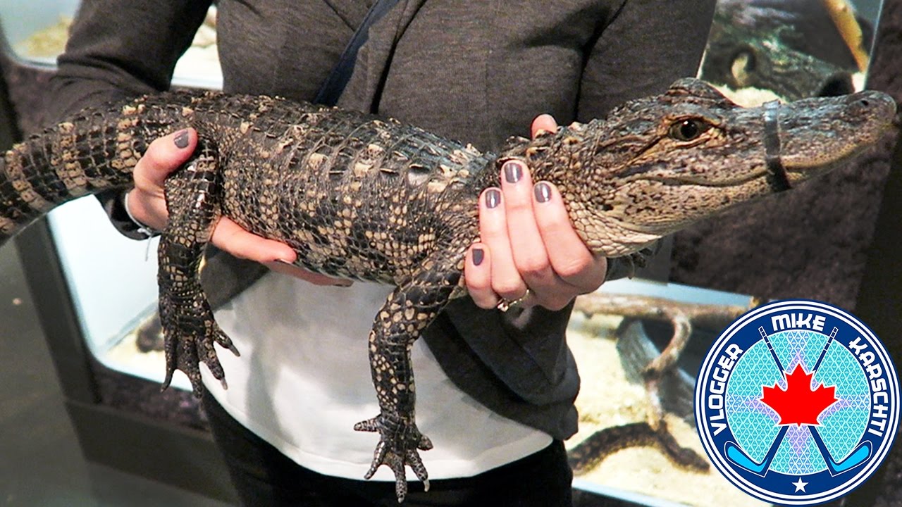 FEEDING FLORIDA GATORS!!! COCOA BEACH, FL!!! JAN 5, 2017 - YouTube