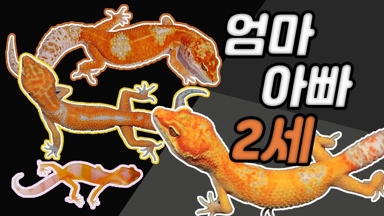 레오파드게코는 부모를 얼마나 닮을까요?? / How much Leopard Gecko looks like his parents ...
