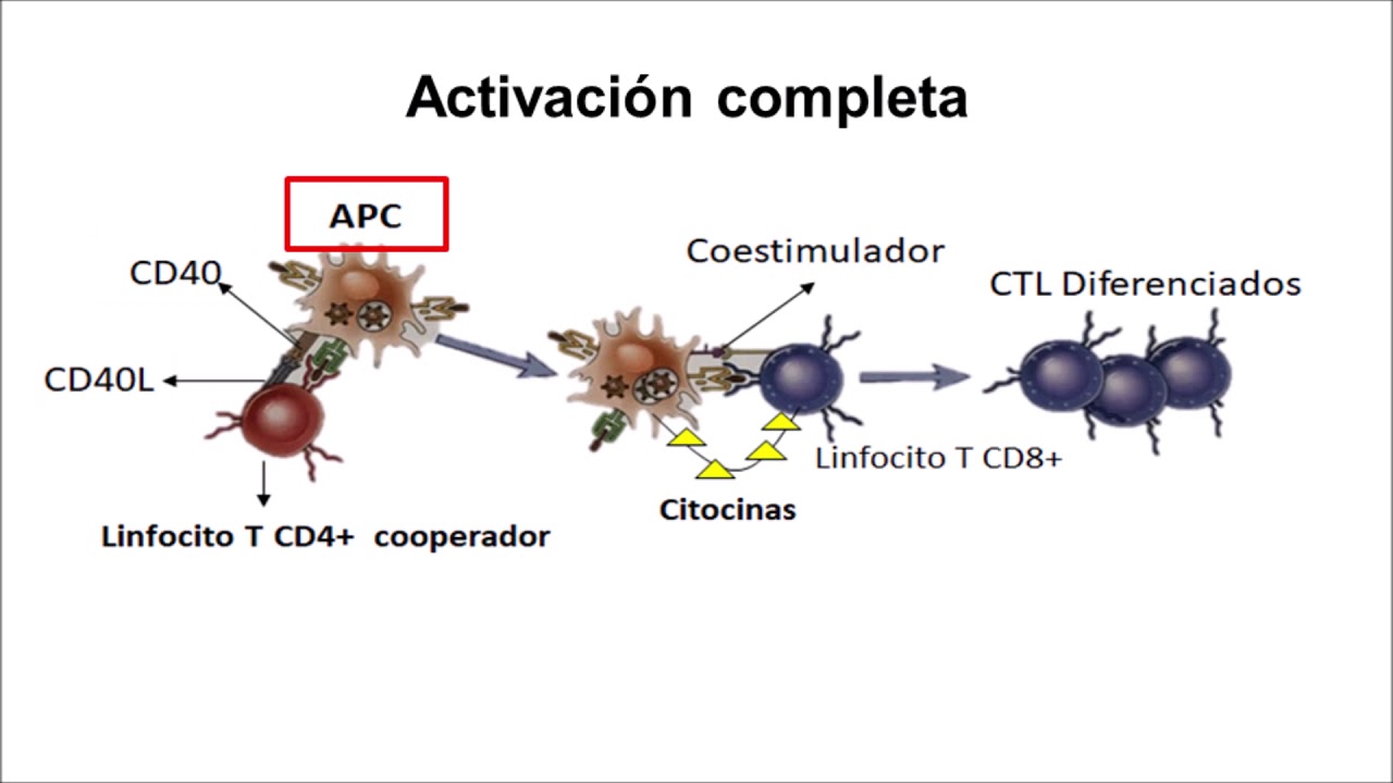 ADA 3 CITOTOXICIDAD MEDIADA POR LINFOCITOS TCD8 + - YouTube