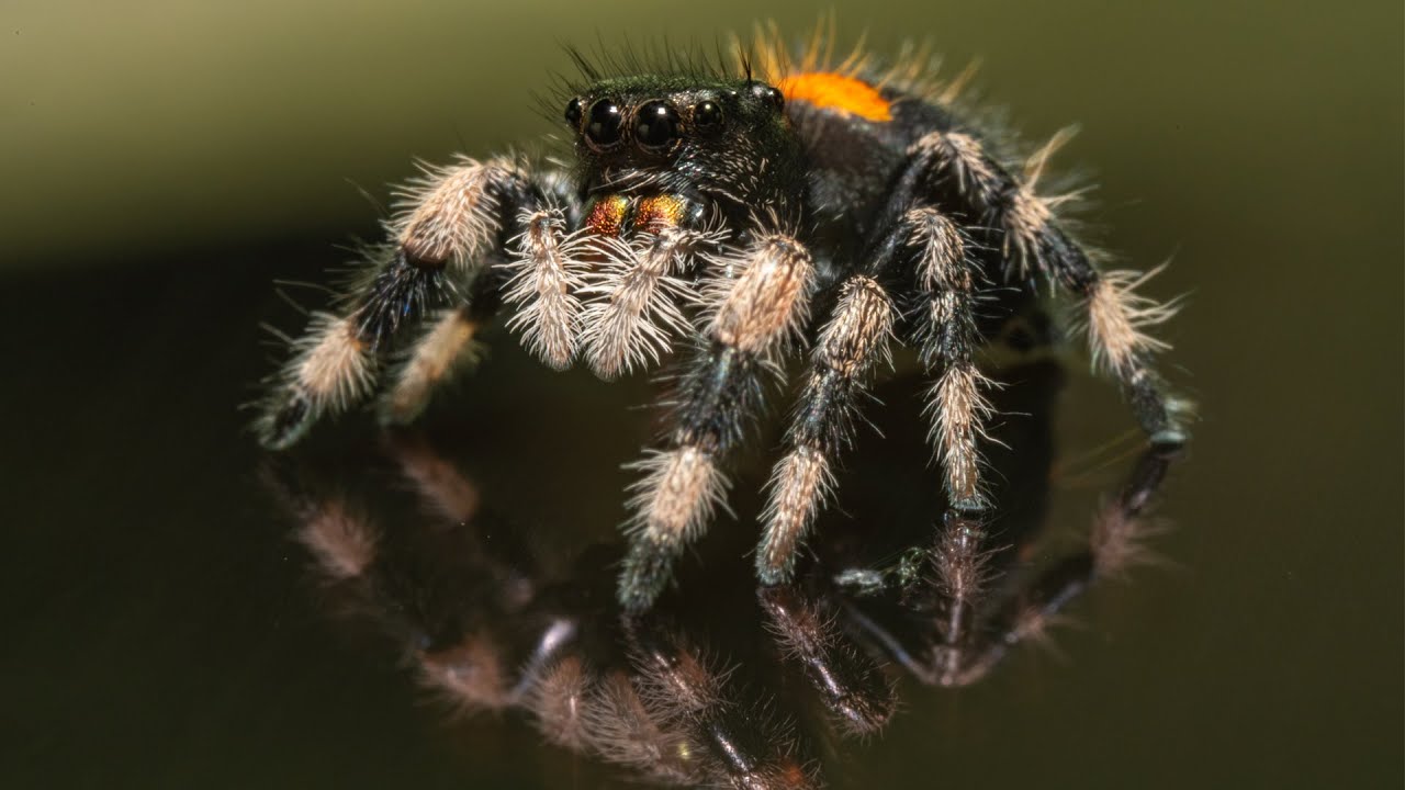 Phidippus Regius Femelle 2022-11-01 - YouTube