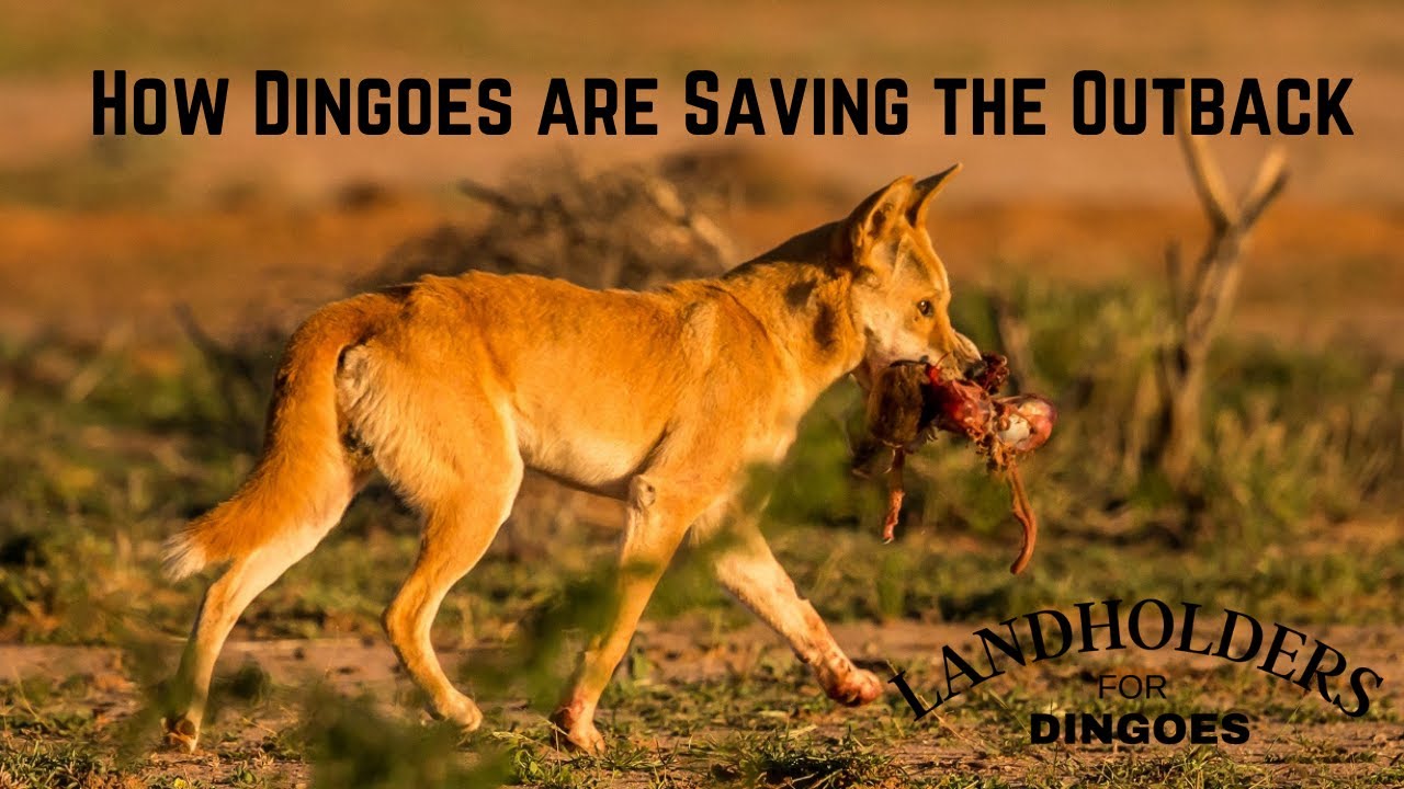 How Dingoes are Saving the Outback - YouTube