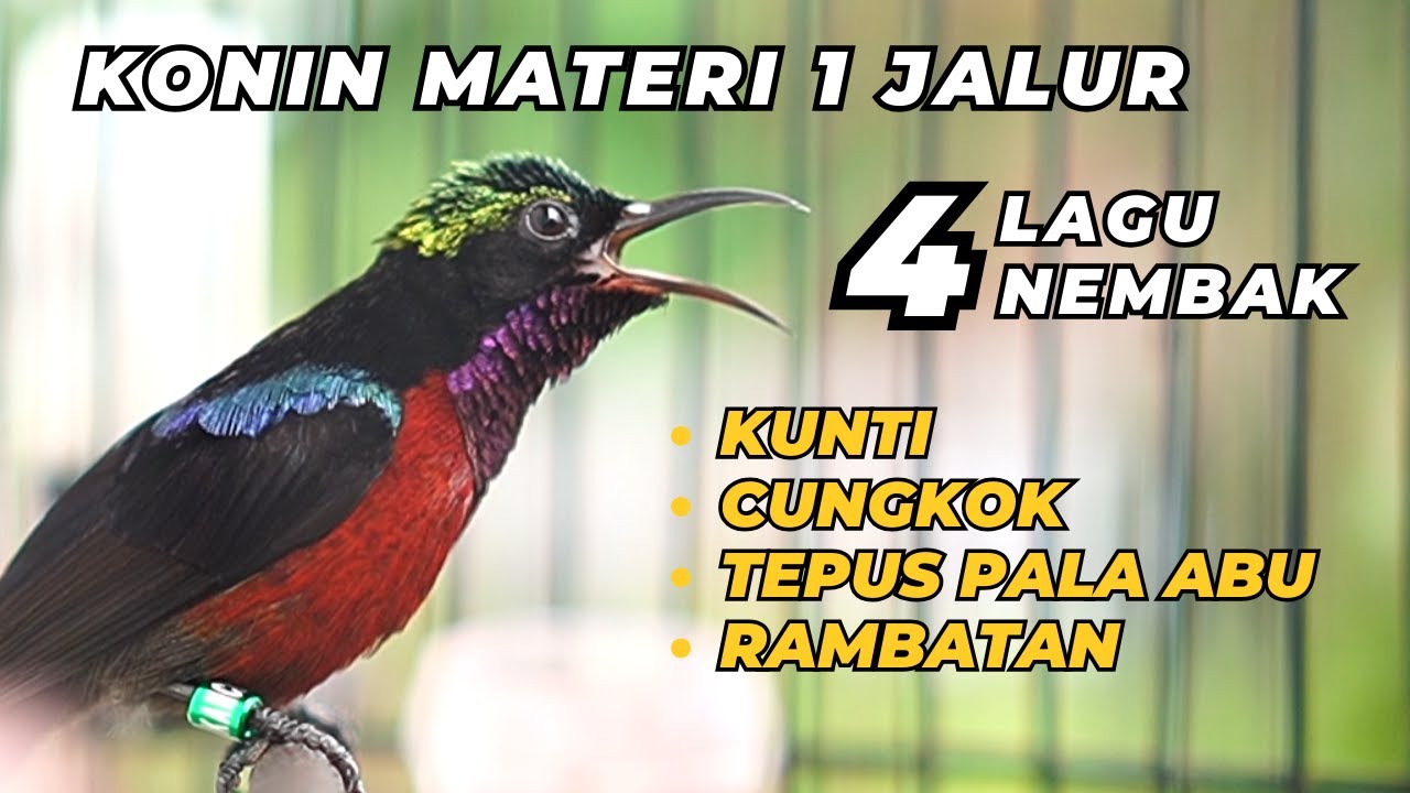 SUARA BURUNG KOLIBRI NINJA NEMBAK 1 JALUR 4 FARIASI MATERI // PANCINGAN ...