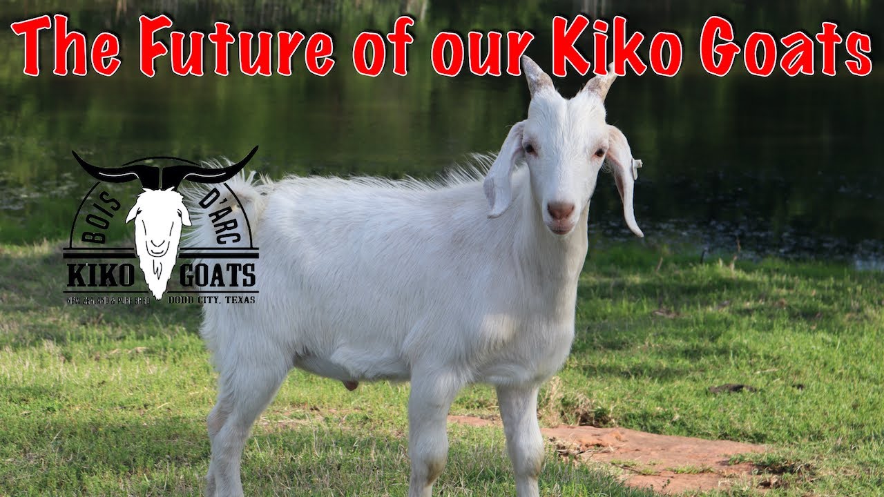 New Kiko Buck | Visiting A Kiko Goat Farm | Bois D' Arc Kiko Goats ...