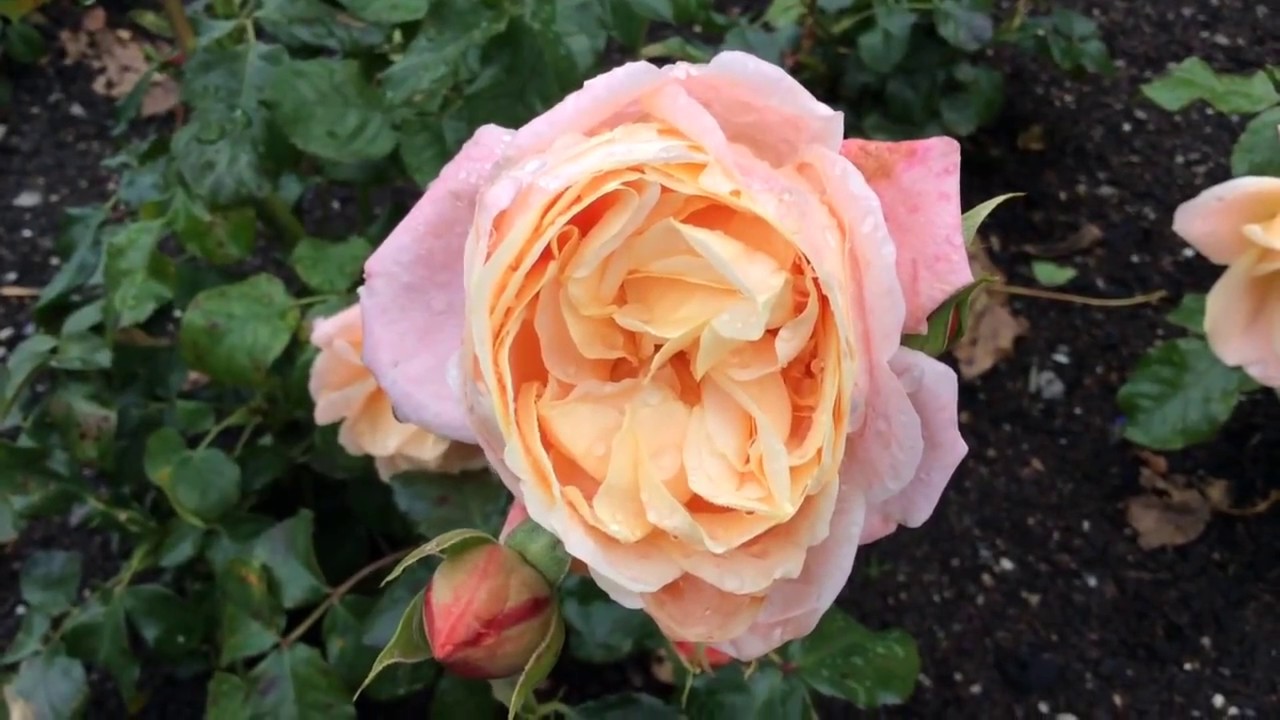 Klaserose Kalmar Rose Flowers In Garden #klaserose #kalmar #roses # ...