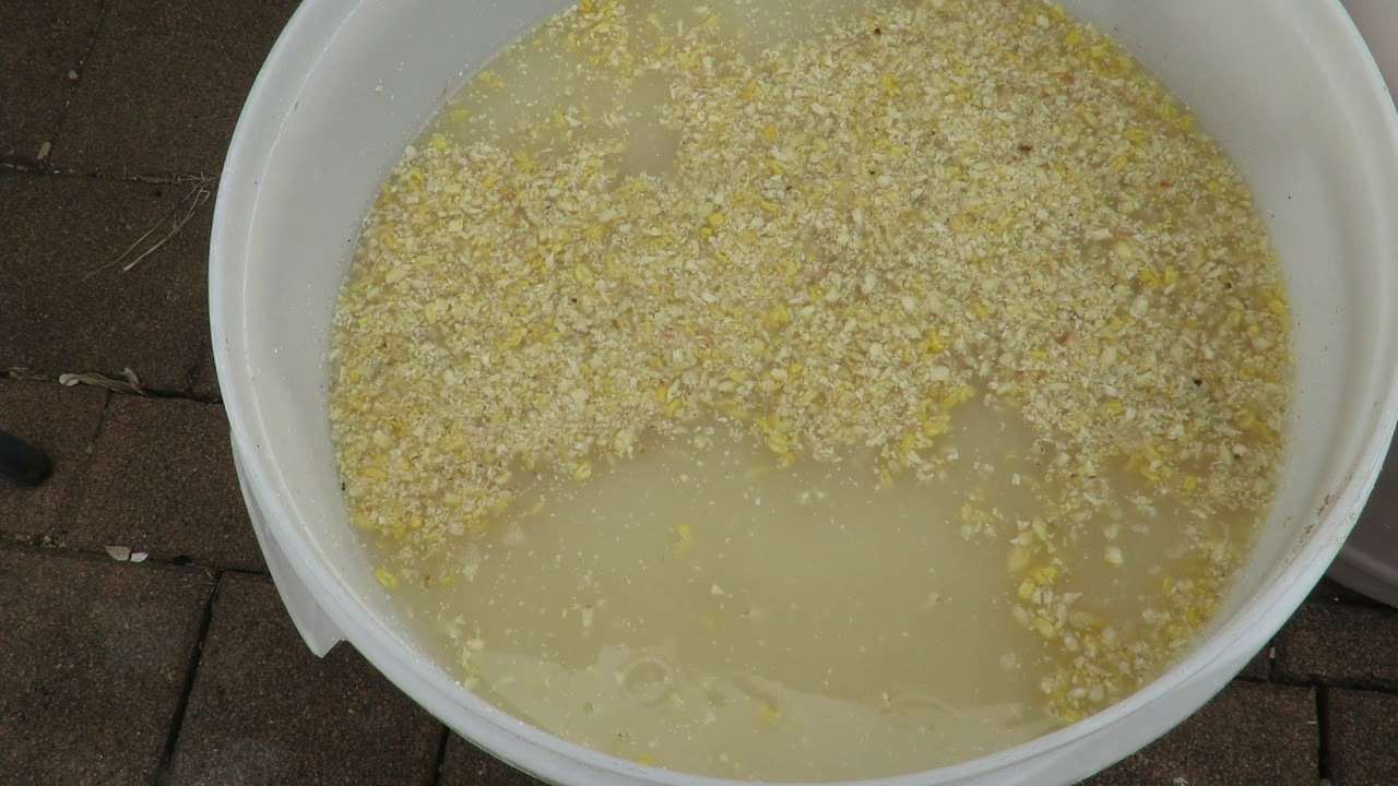 angeluncooked corn - YouTube