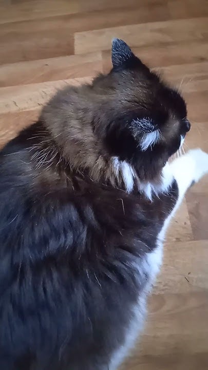 моя любовь СТАНИСЛАВА 🐱 - YouTube