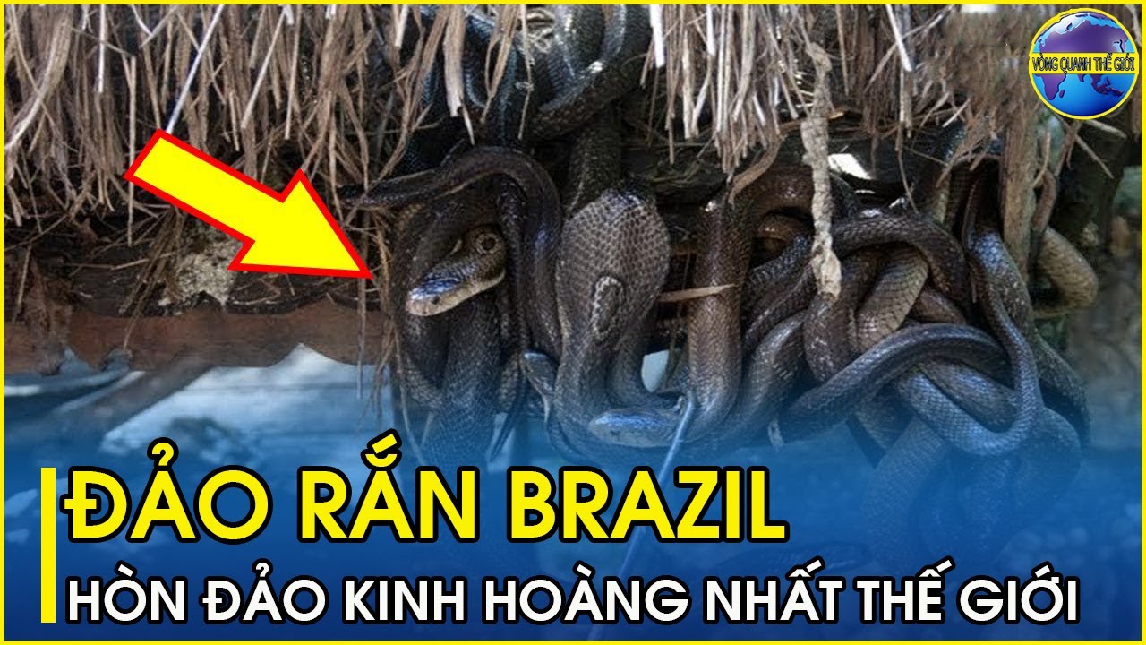 Sự thật lạ lùng ly kỳ và thú vị về Đảo Rắn Brazil | Hòn đảo nguy hiểm ...