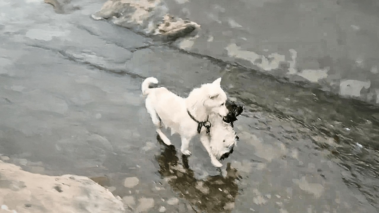 As the flood hit, the dog mother leaped into the waters without ...