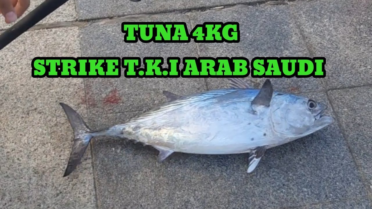 JOS II IKAN TUNA LAUT MERAH - YouTube