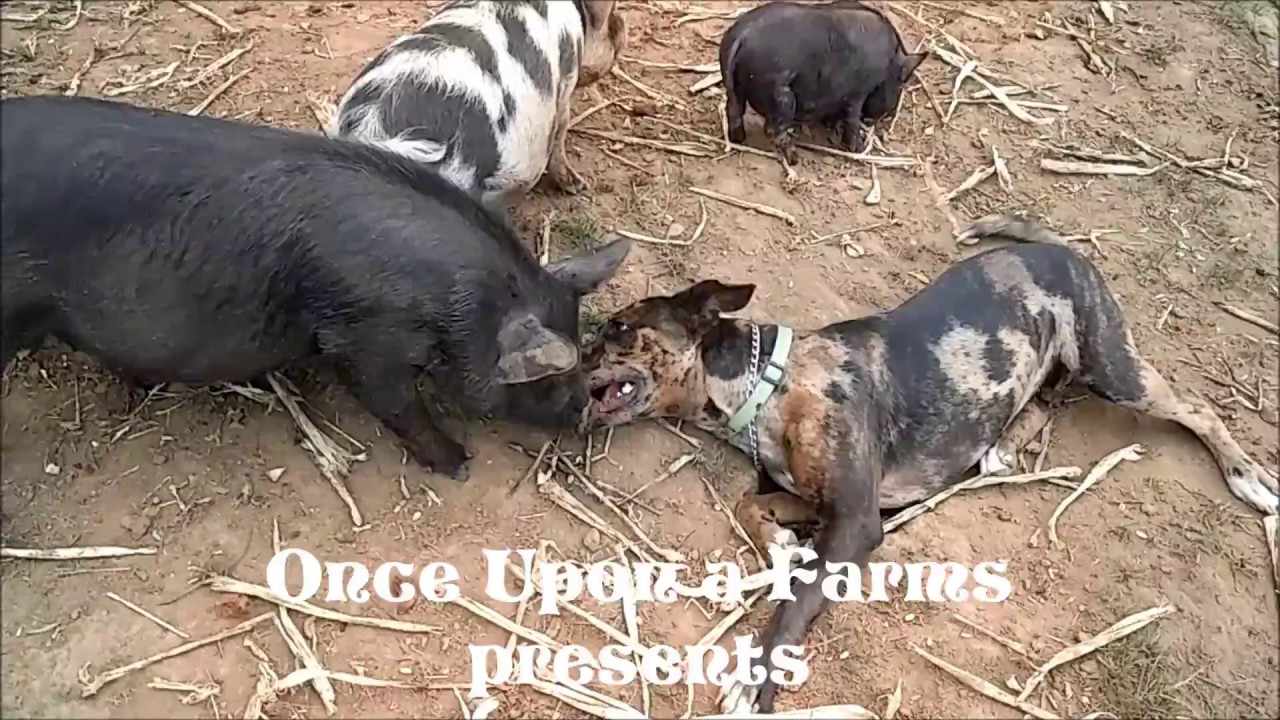 Hog Dog Vs. Piglet II - YouTube