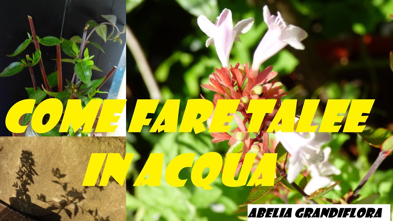 Come fare talee in acqua Riproduzione Abelia Grandiflora e Phlox per ...