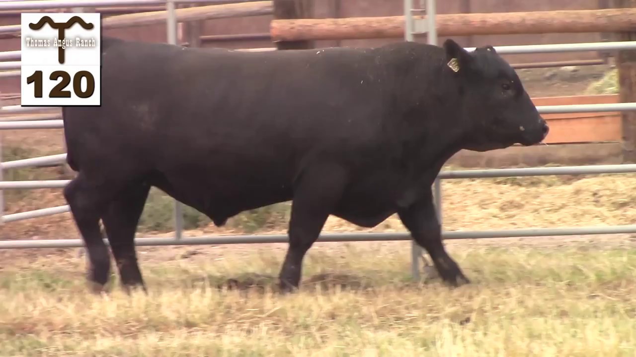 Lot 120 - Thomas Butkus 6463 - YouTube