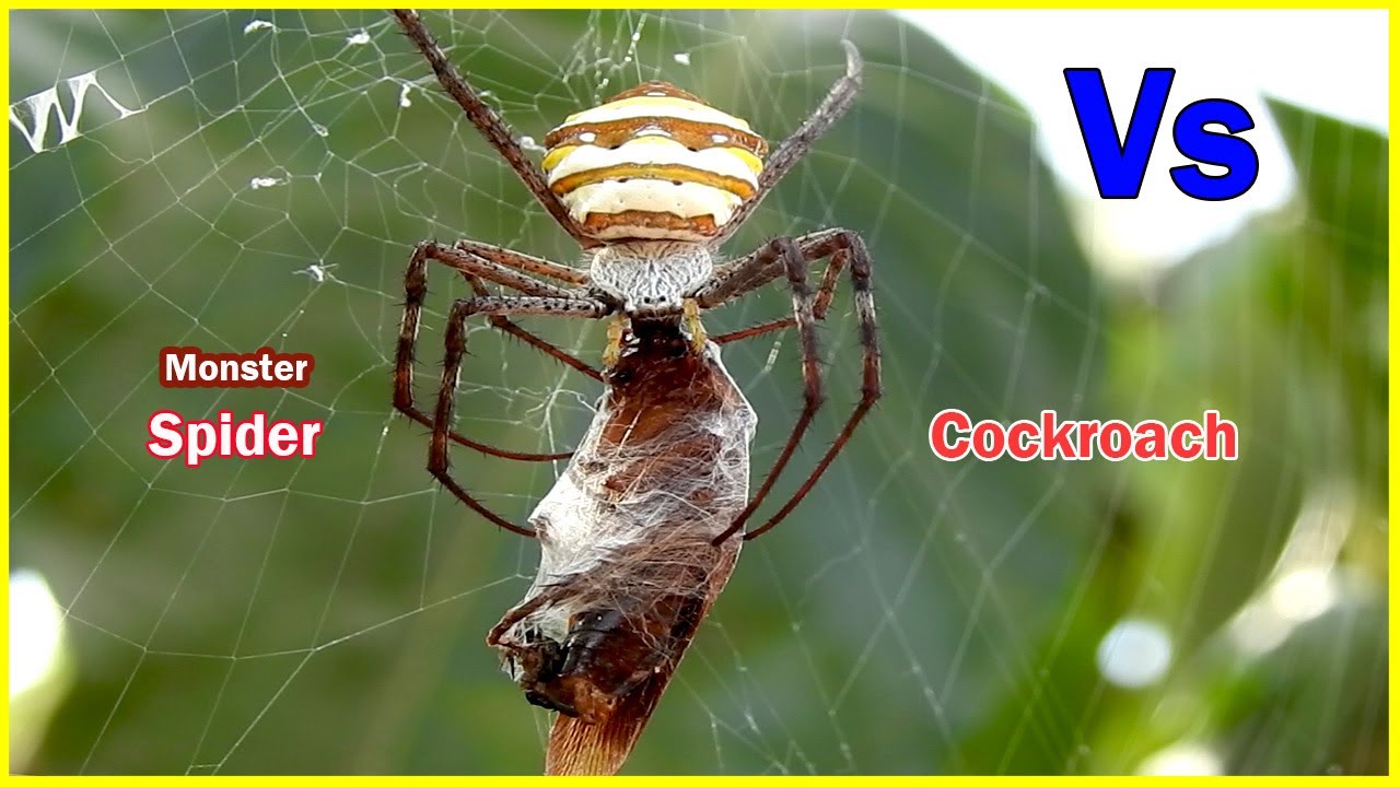Monster Spider Trapping | Spider VS Cockroach | What Happen If Spider ...