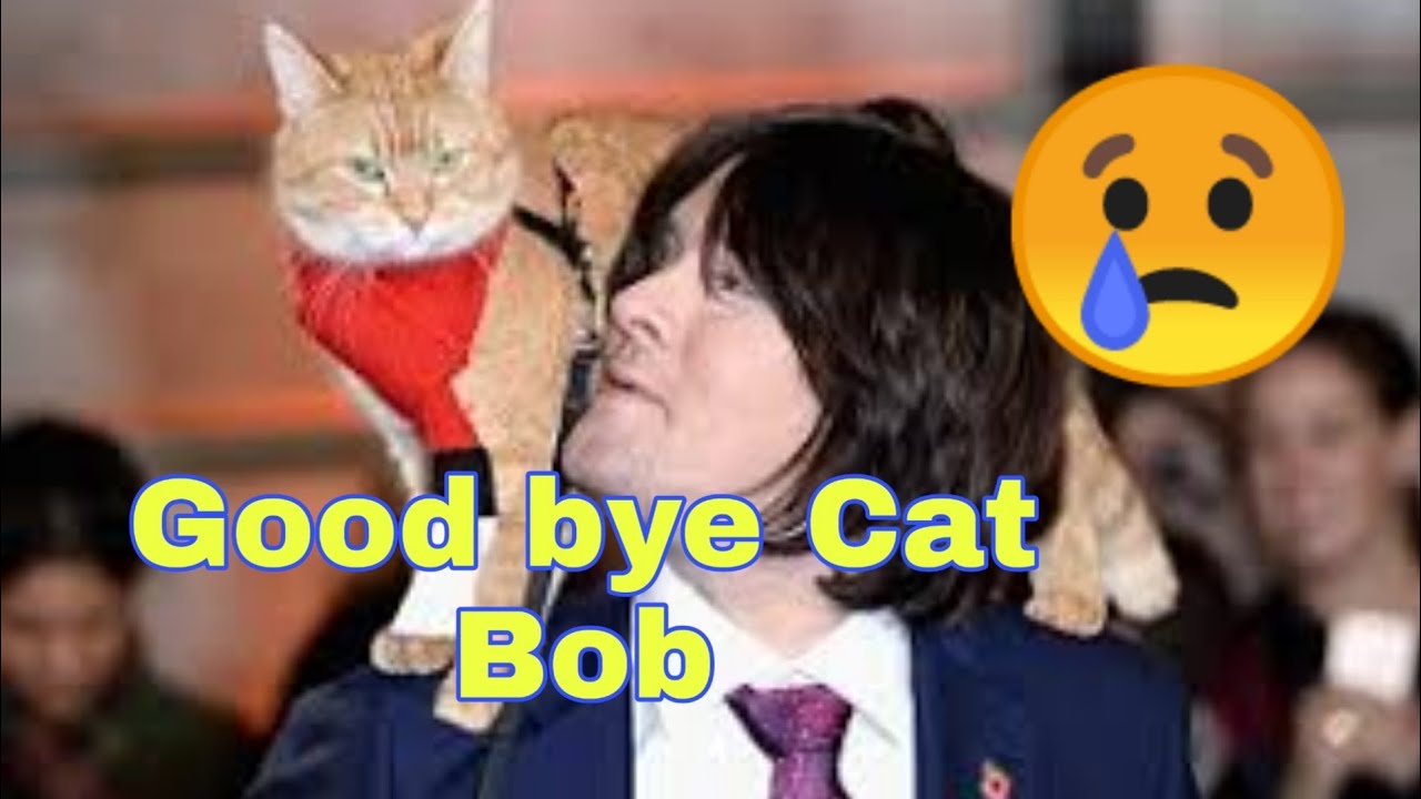 Good bye bob cat RIP - YouTube