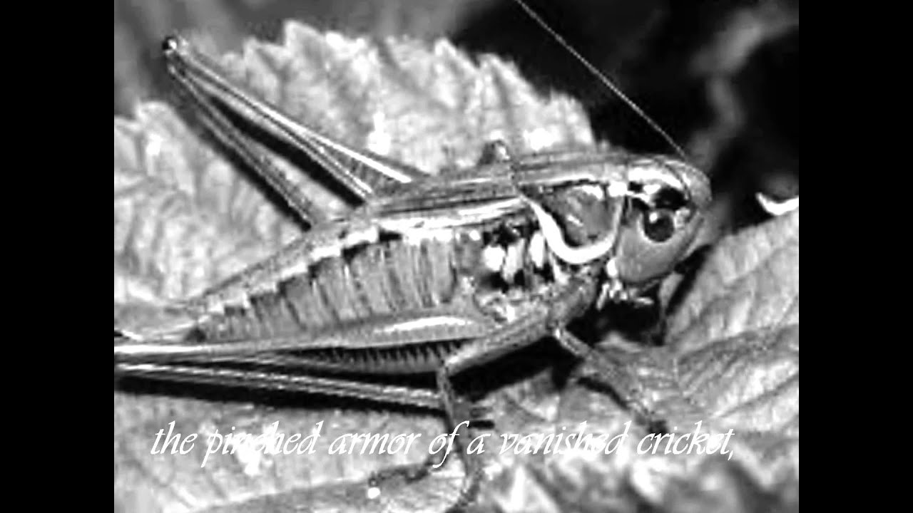 Daystar Poem Movie - YouTube