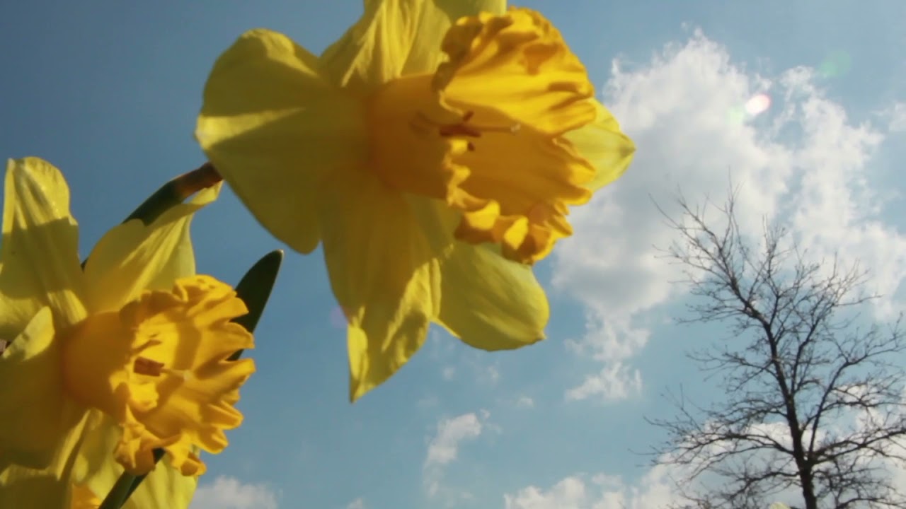 It's Showtime: Spring 2021 - YouTube