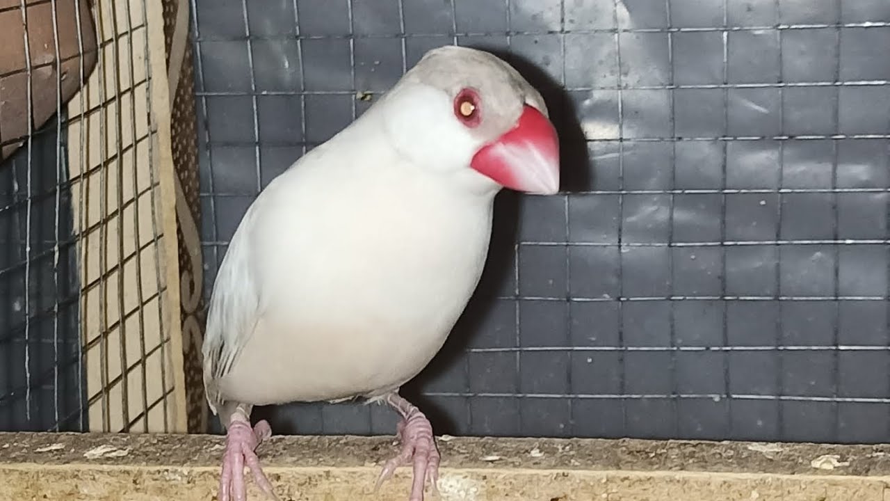 mashallah fown jawa 2024 - YouTube