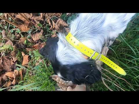 2021-2022 Karadeniz Bölgesi Ordu turkey çulluk avı part 3 Beccaccia  вальдшнеп μπεκάτσα hunting