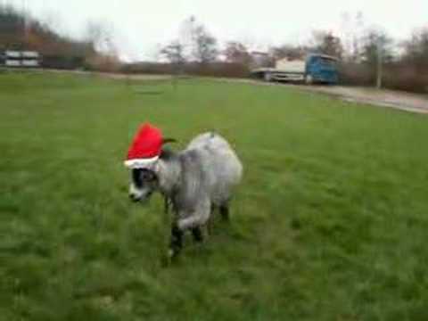 Goats wearing hats - YouTube