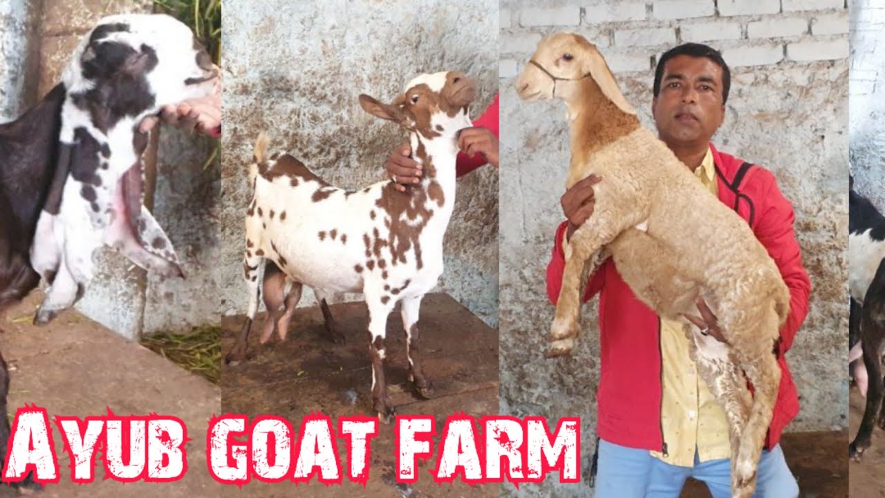 hyderabadi goat's available in Ayub goat farm hyderabad yaqutpura ...