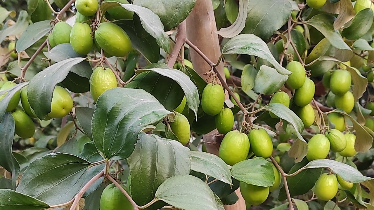 My home garden green ber fruit. - YouTube