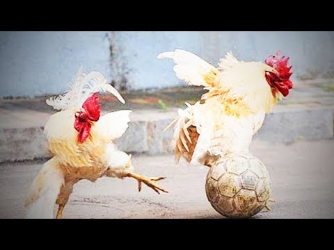 Funny Chicken  🐔 😂 Awesome Chickens Playing (Full) [Funny Pets]