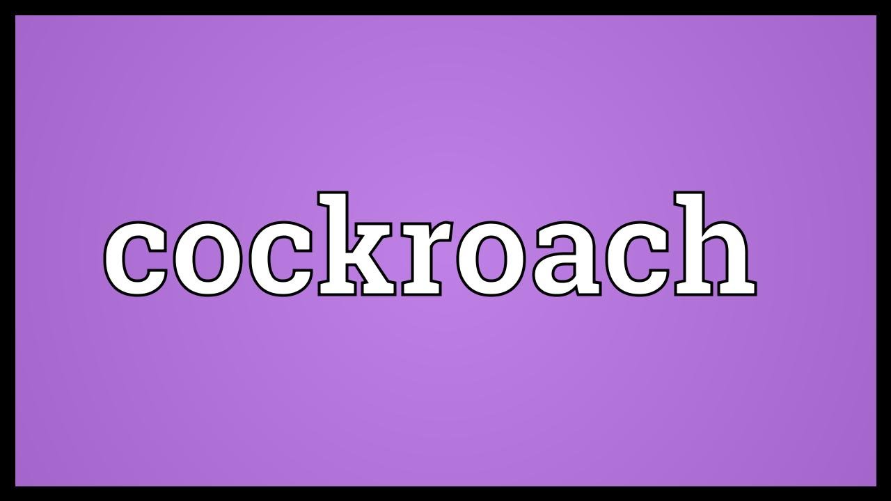 Cockroach Meaning - YouTube