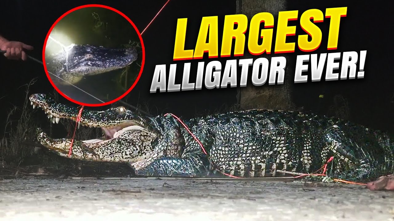 RECORD SIZE!! Longest Alligator I’ve ever caught! (Nuisance Alligator ...