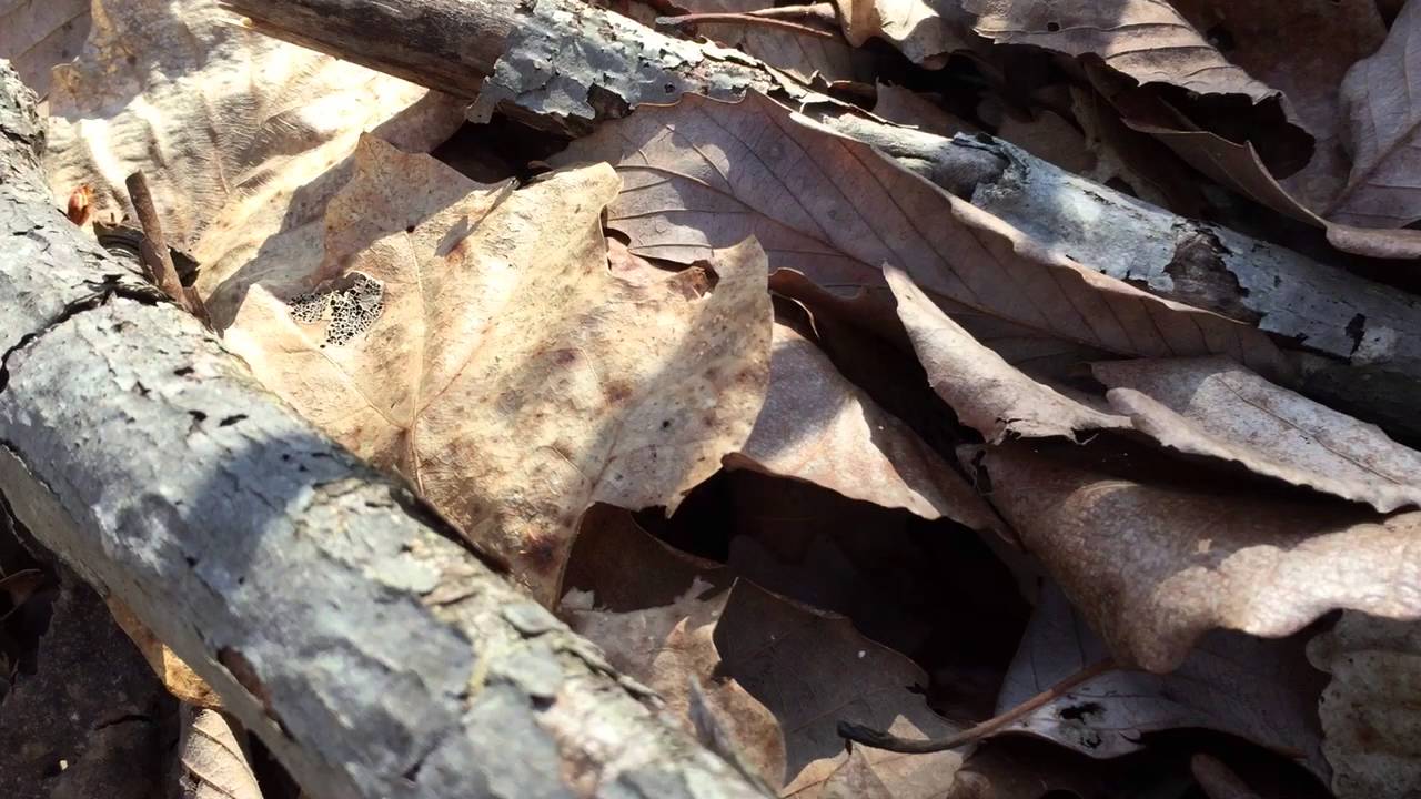 Spider Purring (1) - YouTube