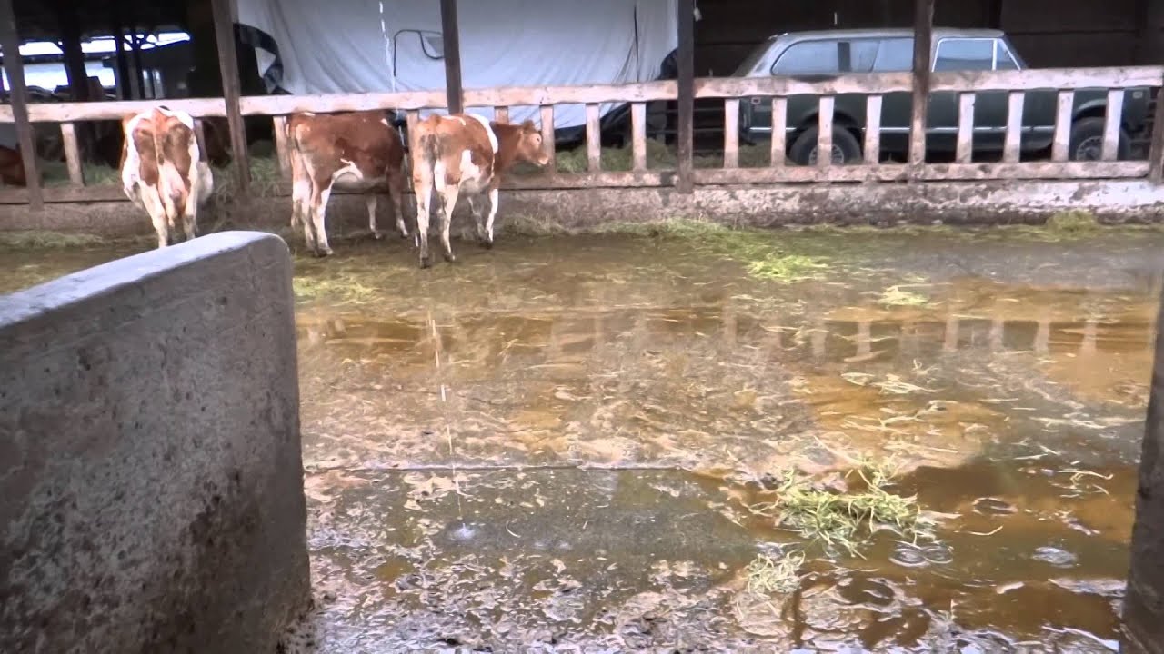 Old Silvana Creamery raw milk dairy. Silvana, Washington part 2 - YouTube