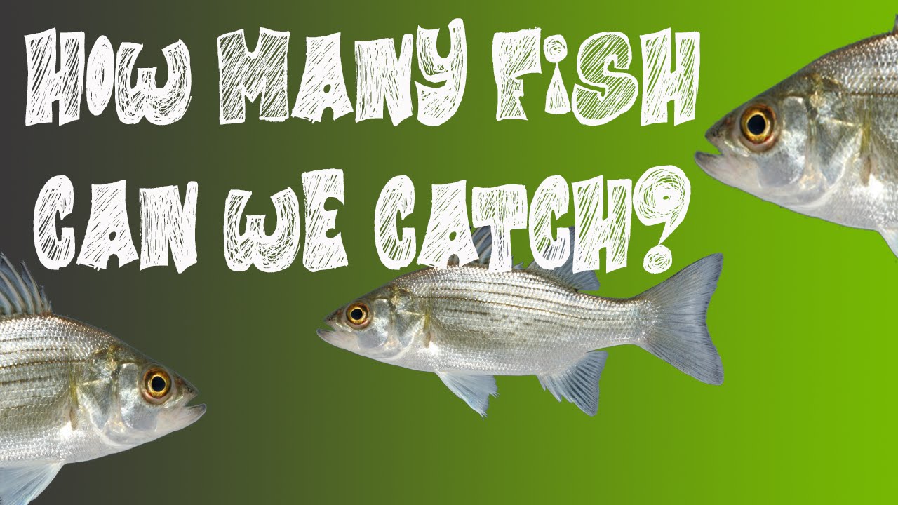 How Many Fish Can We Catch? - YouTube