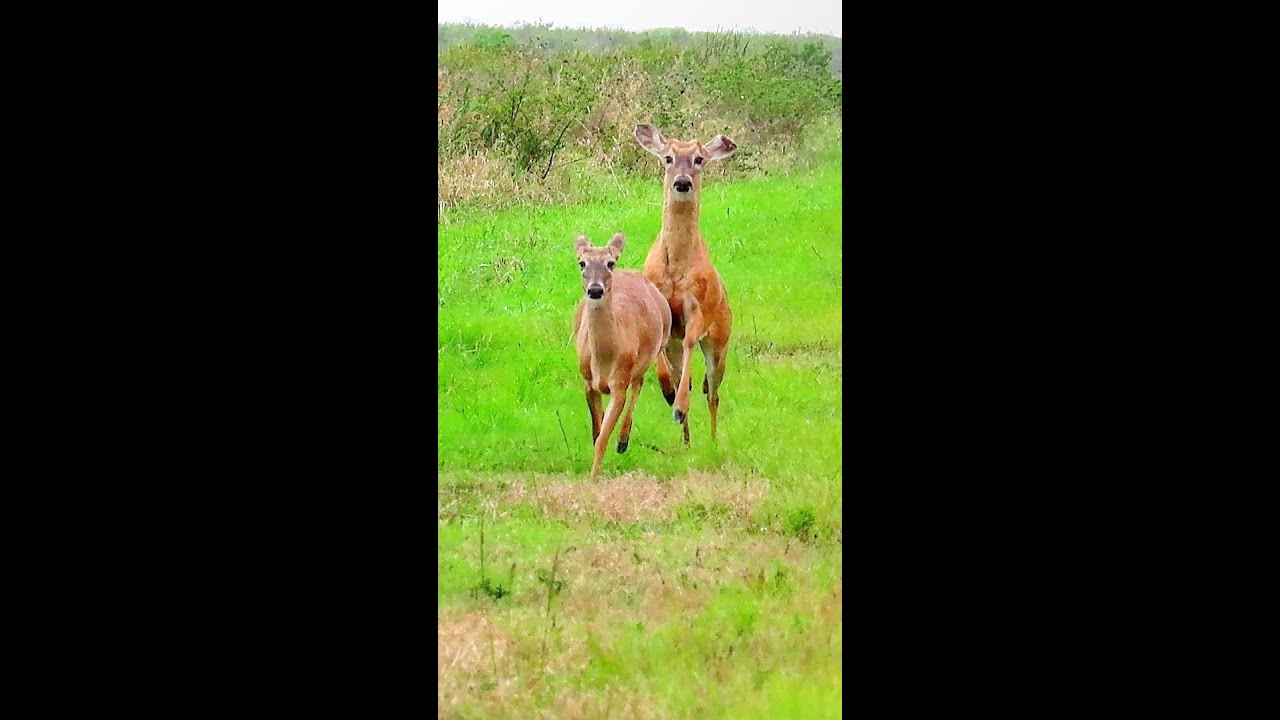 Deer Galloping Right at Me! - YouTube