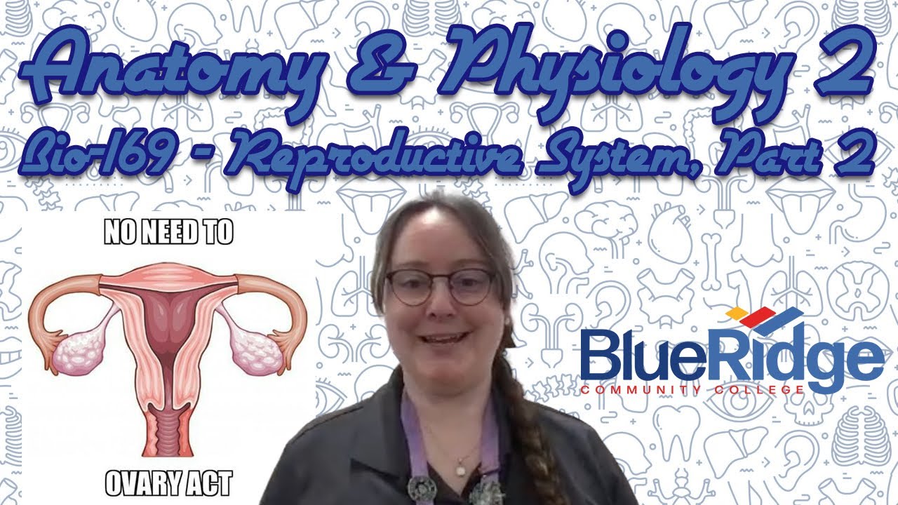 BIO169 - The Reproductive System - Chapter 22, Part 2 - YouTube