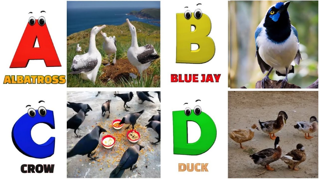 ABC Song | Birds 🐤 ABC Song | Phonics for Kids | Learn ABC | Baby ...