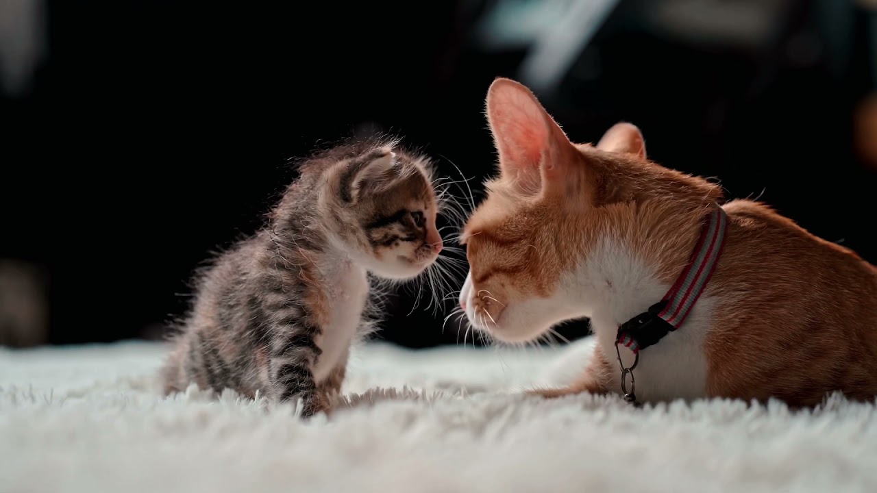 Baby cat being cared for by mother cat. Mother cat raising kittens. Cat ...