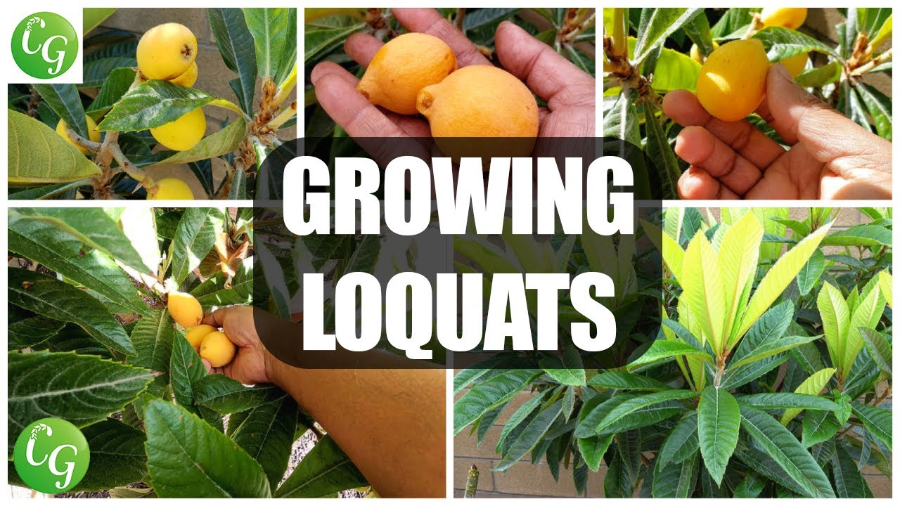 Fruit Trees - Loquat Cultivation: Grow the Best Loquats in Your Garden ...